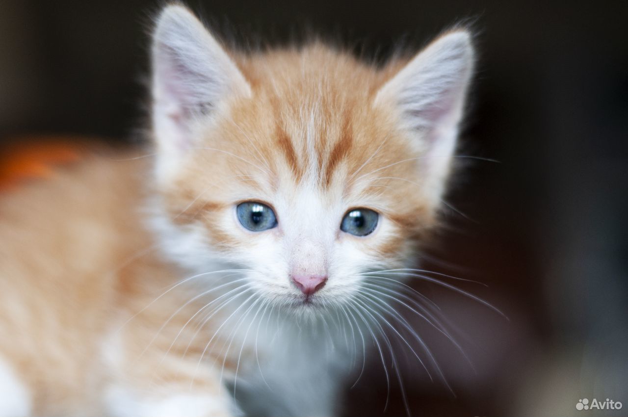 Мистер Пух - в добрые руки