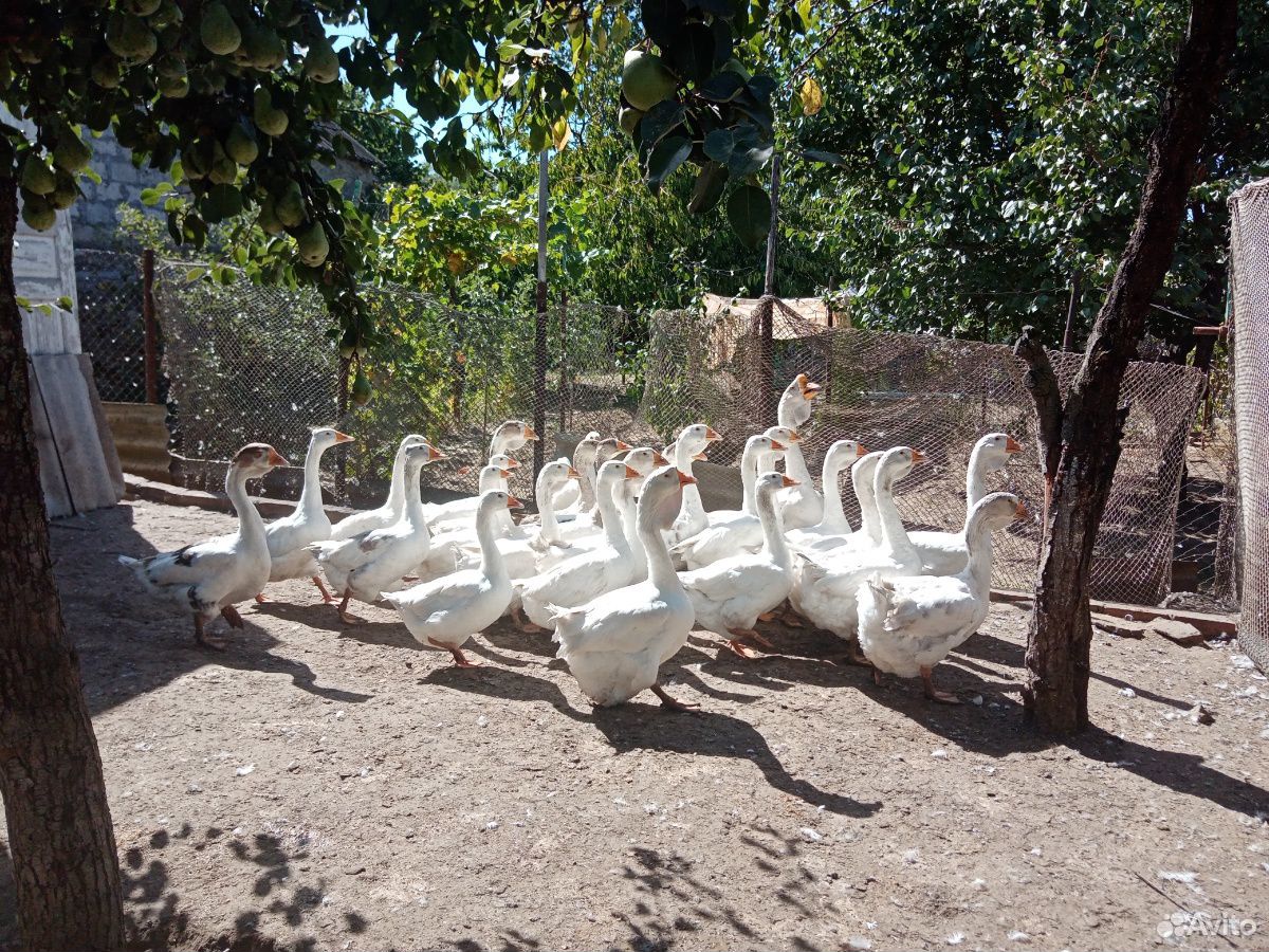 Гуси холмогоры