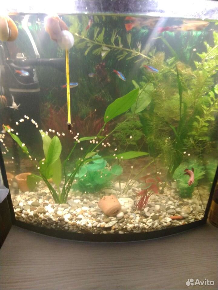 Продам улиток