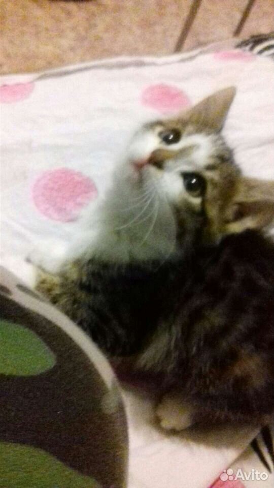 Котенок Кiт