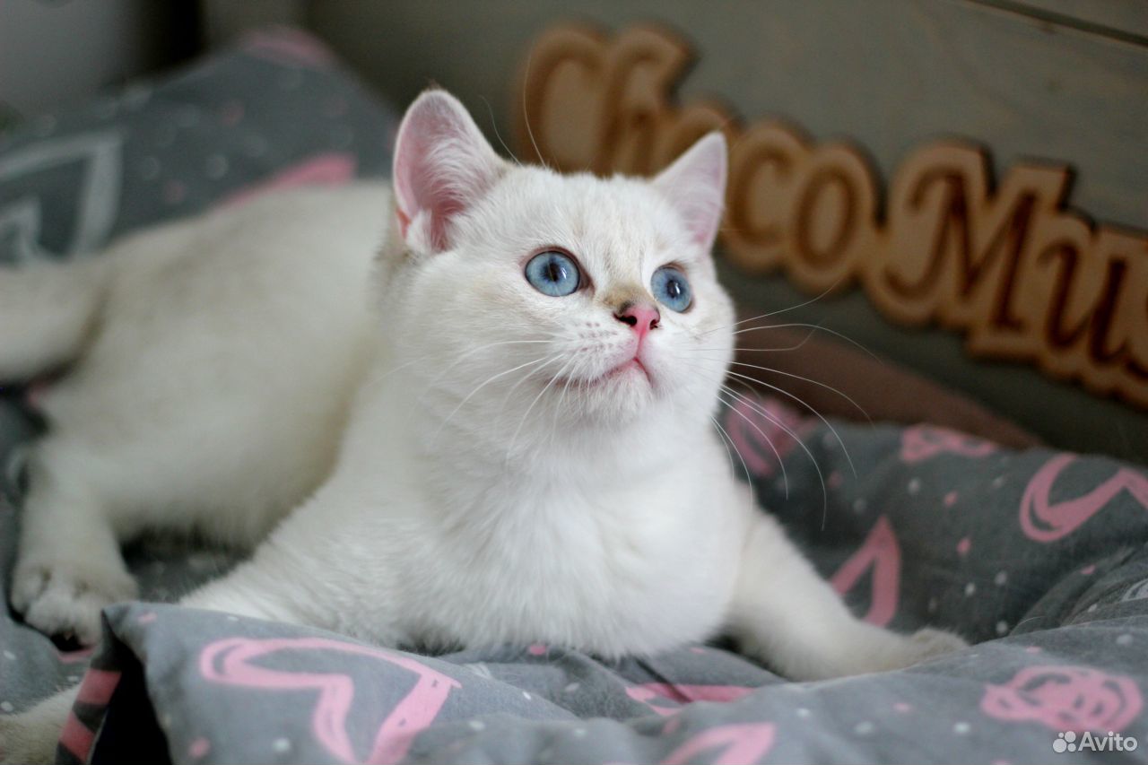 Лакшэри мальчик шиншила пойнт