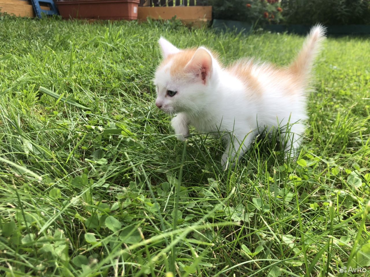 Домашние умненькие котята