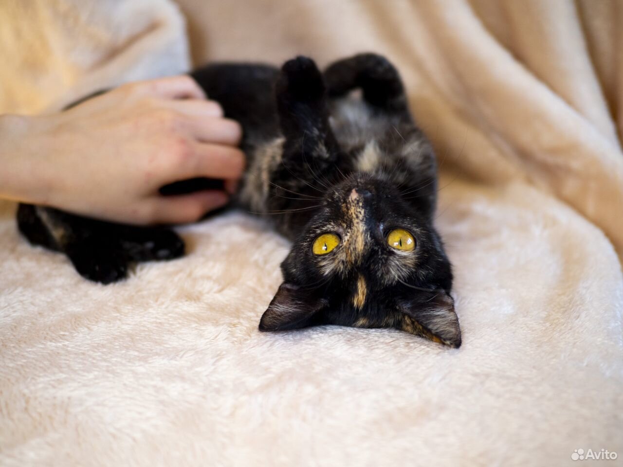 Котенок Амая