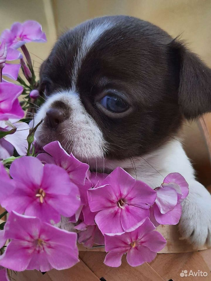 Чудеый мини мальчик