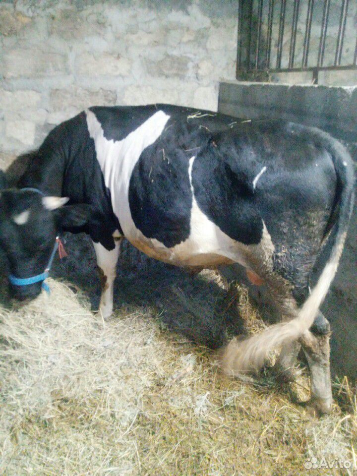 Молодой бык на племя или на мясо