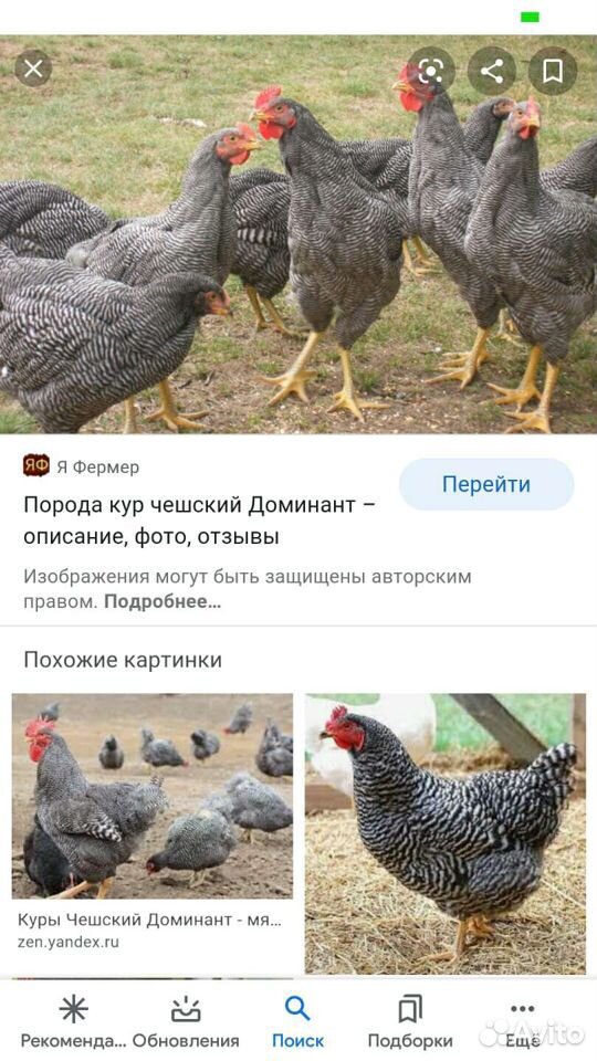 Куры, Петух доминант