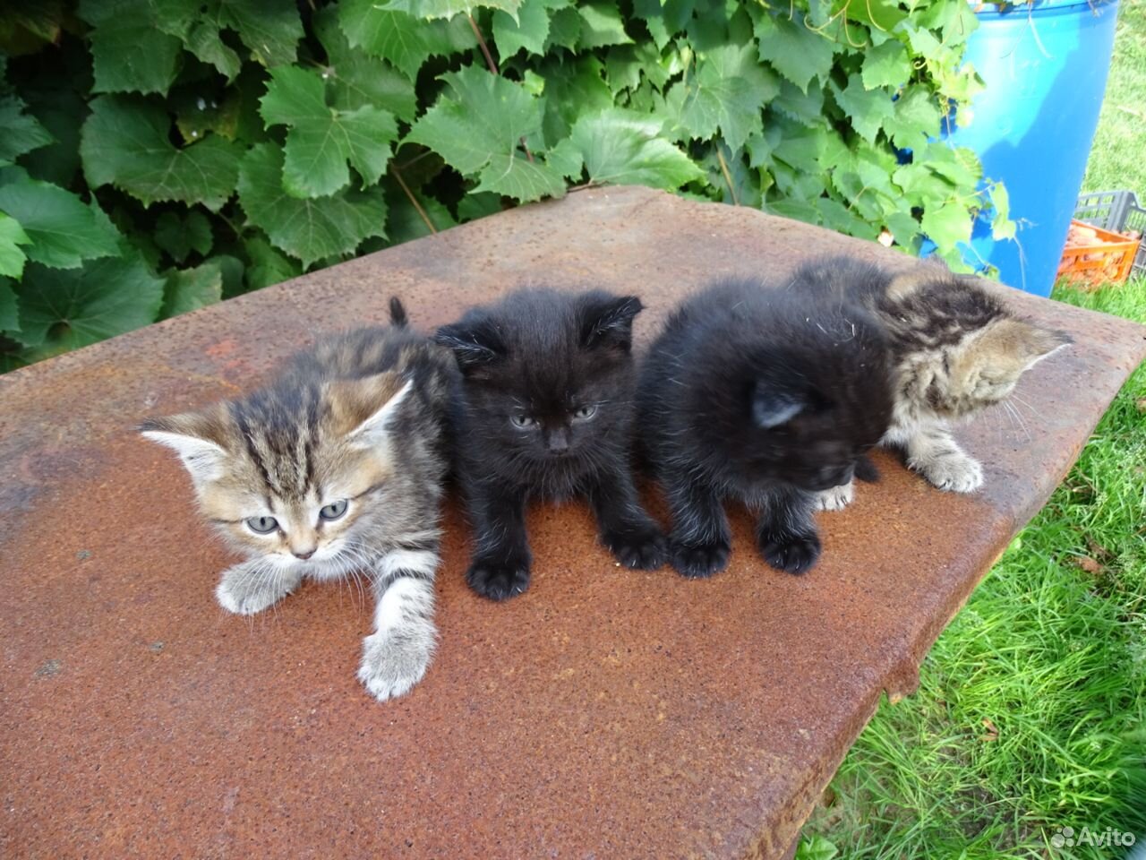 Отдам котят