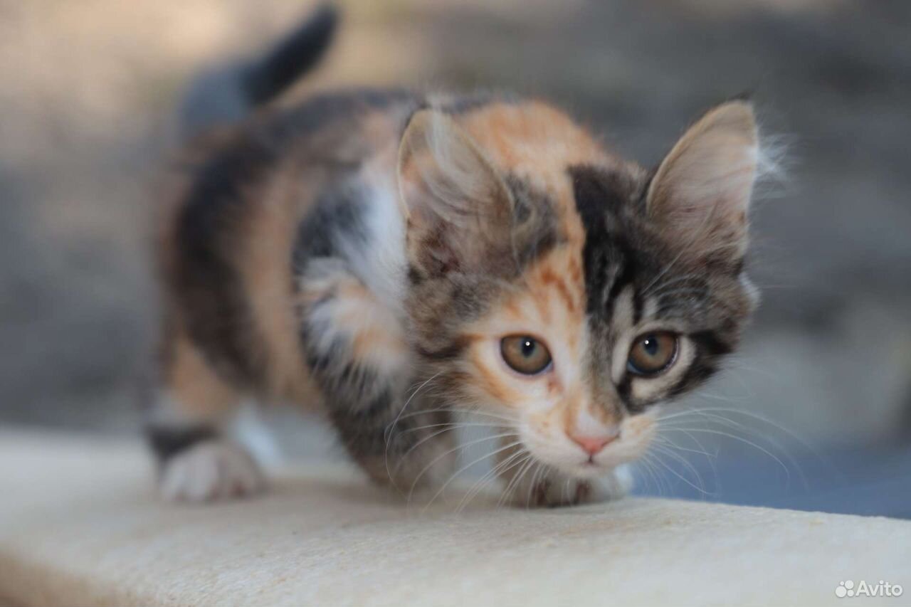 2-х месячный котенок ищет доброе сердце