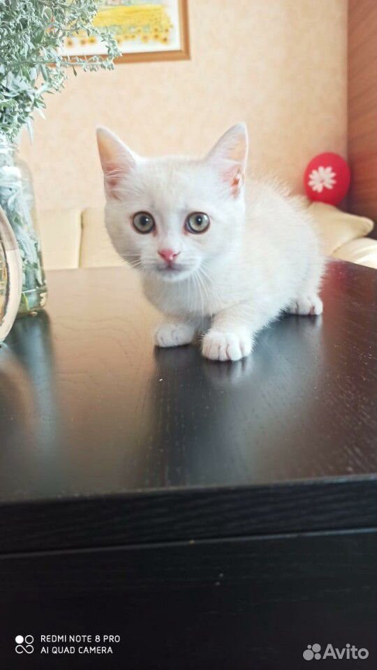 Метис белого британца