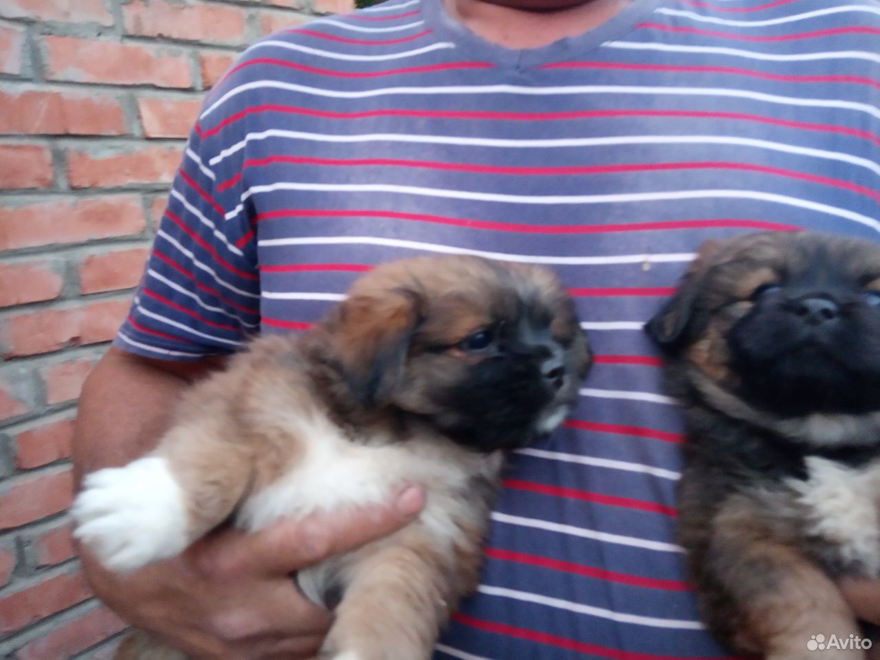 Отдам в добрые руки