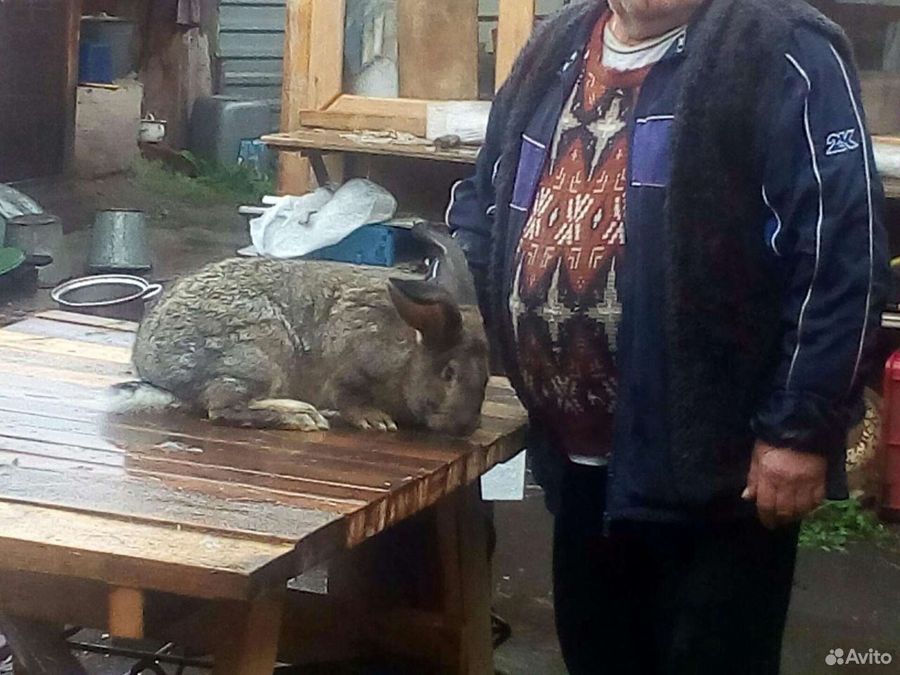 Кролики на племя