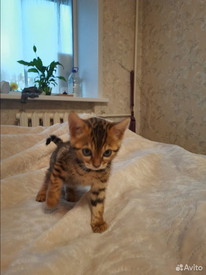 Бенгальская