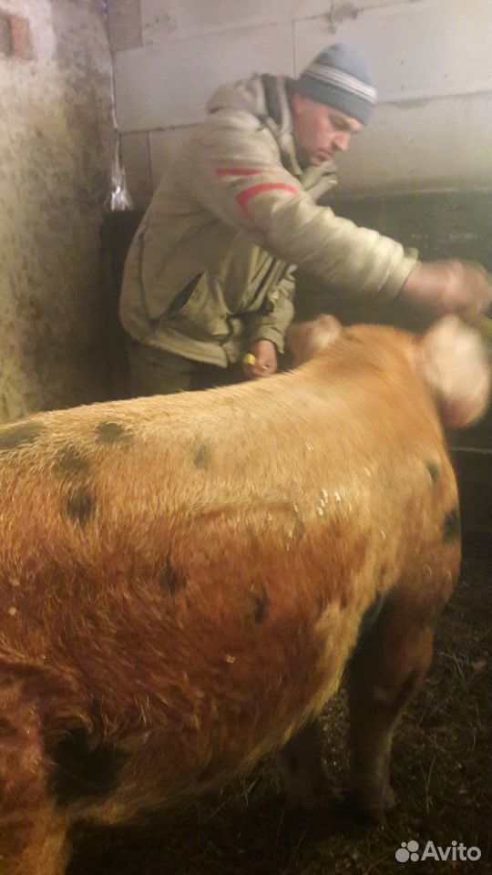 Продам хряка дюрок живым весом на мясо