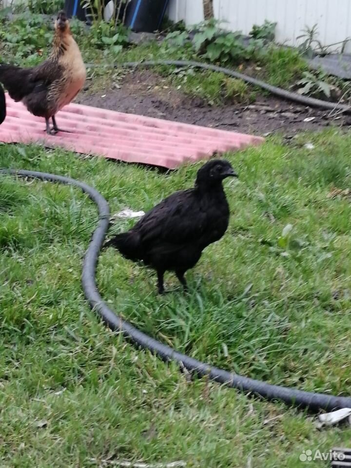 Цыпленок ухейилюй