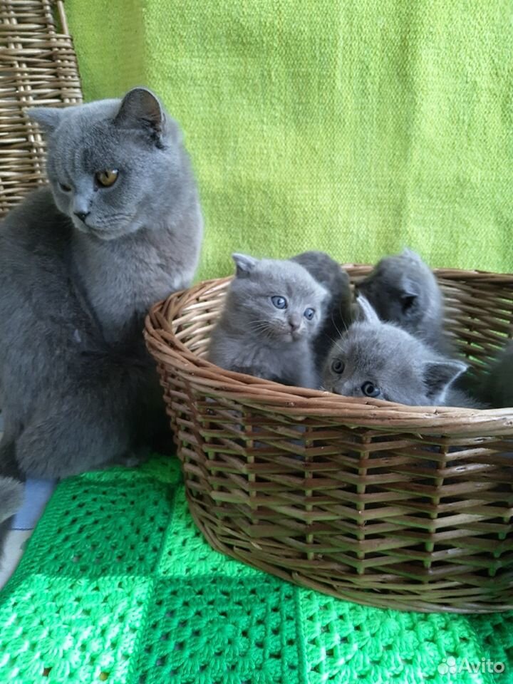 Вислоушки и прямоушки