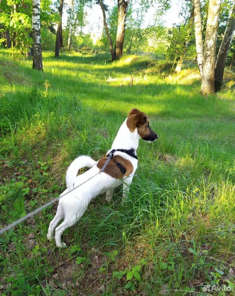 Розыск Фокстерьер гладкошерстный