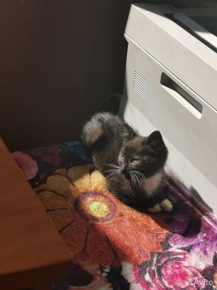Котенок Вольтик ищет дом