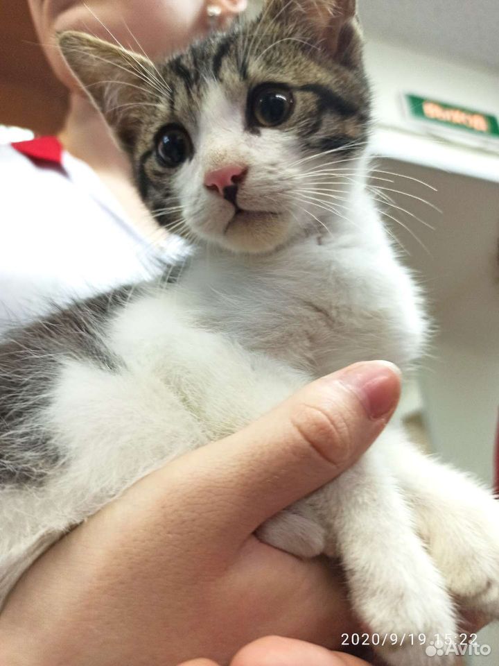 Котенок Васятко 2 месяца в добрые руки