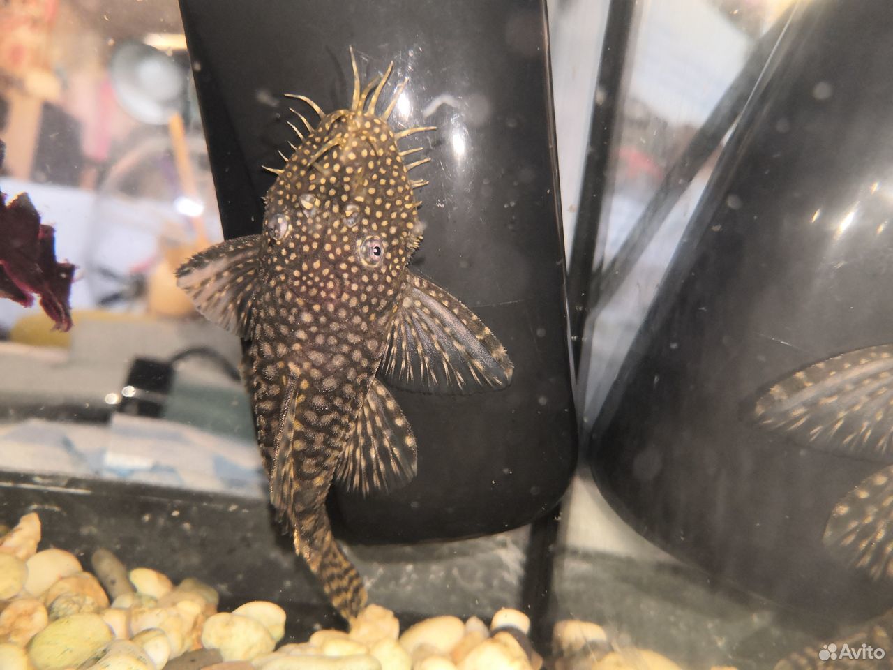 Сом в добрые руки