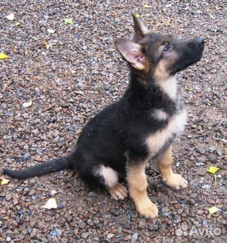 Щенок в дар