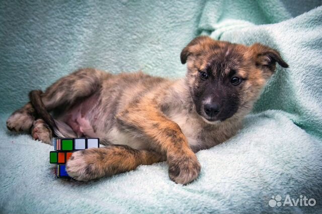 Тигровый щенок Воля - вырастет маленьким