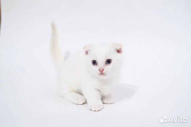 Котенок манчкин