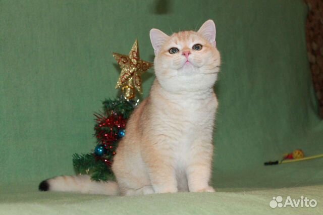 Золотой мальчик