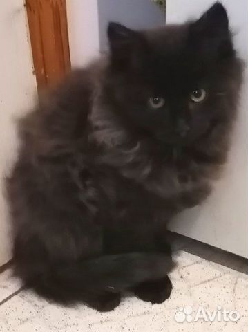 Котенок сибирский