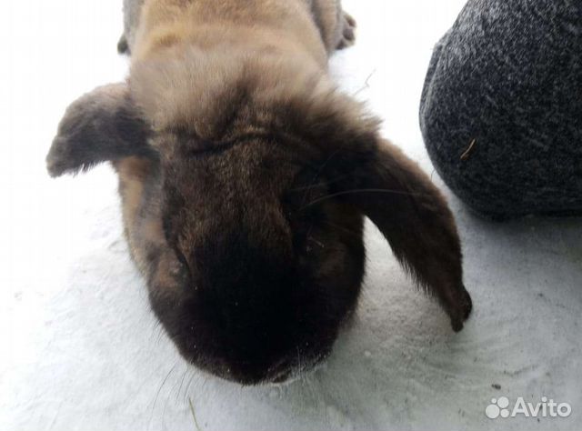 Кролик порода французский баран