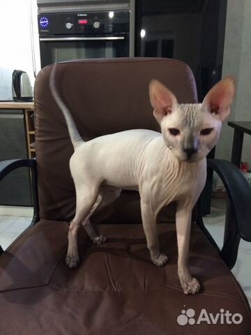 Донской сфинкс вязка