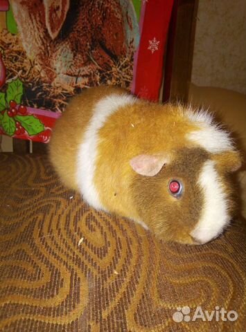 Морские свинки «Американский тедди»