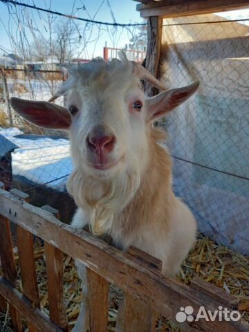 Племенной козёл