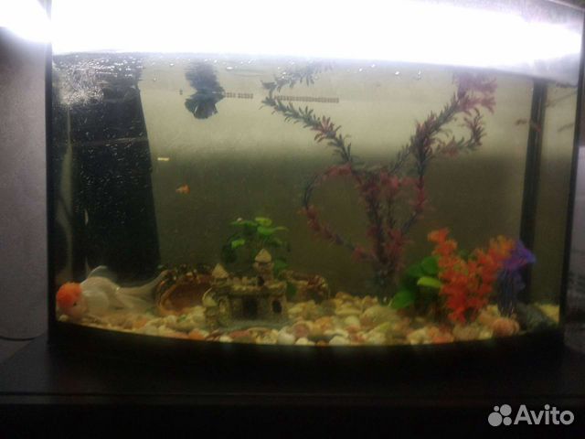Аквариум с жильцами