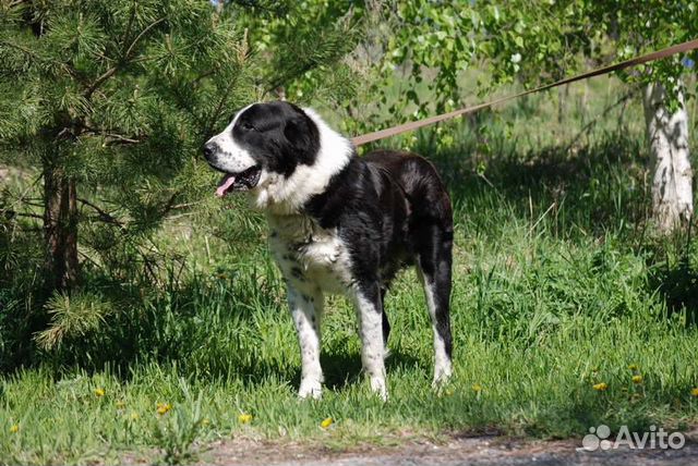 Алабаи кобели взрослые