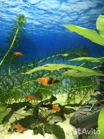 Рыбки меченосцы