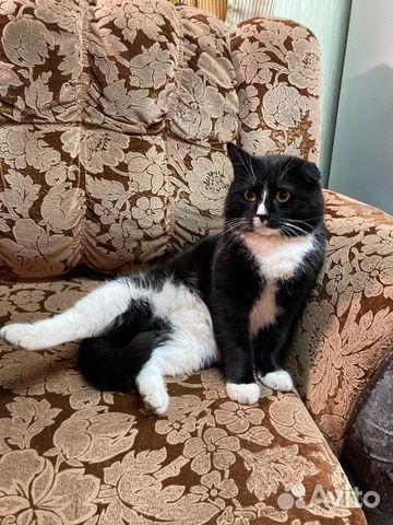 Пират ищет дом