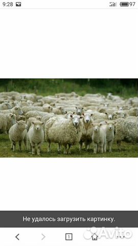 Матки котные