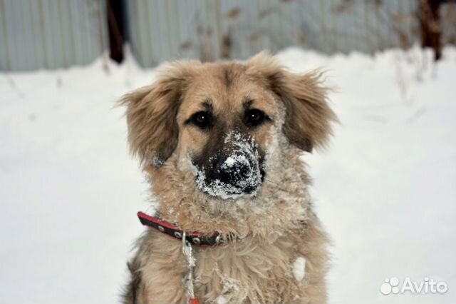 Кобель молодой фенотип помесь овчарка на охрану