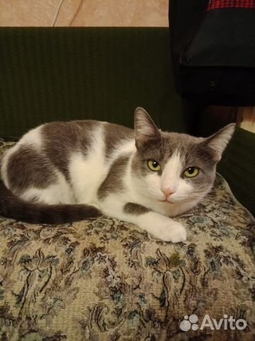 Котик Горошек ищет дом