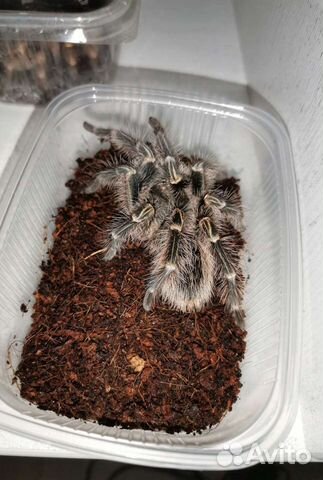 Паук птицеед