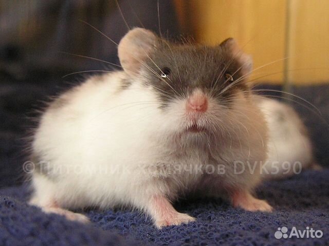 Хомячок Кэмпбелла питомник