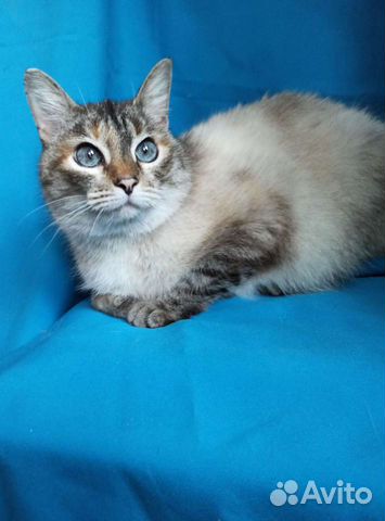 Ищем добрые руки