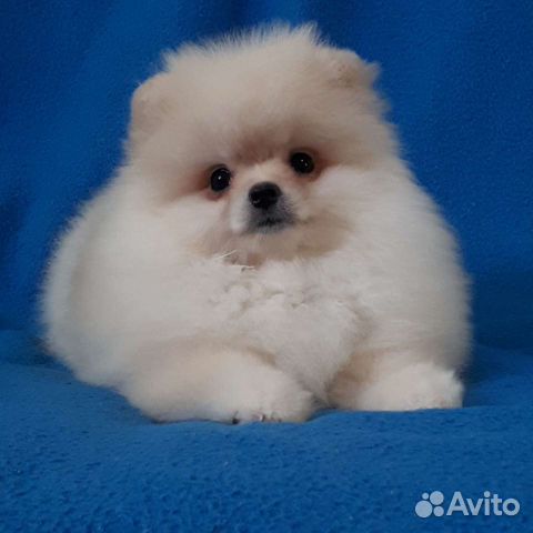 Шпицы оранж и крем шикарные детки