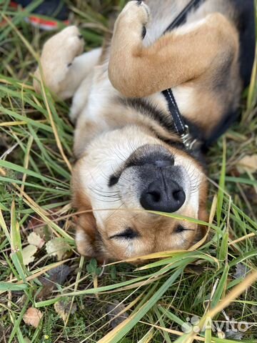 В дар рыжее солнце