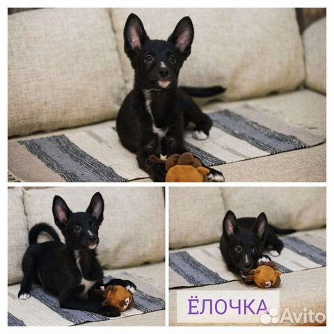 Маленькие щенки