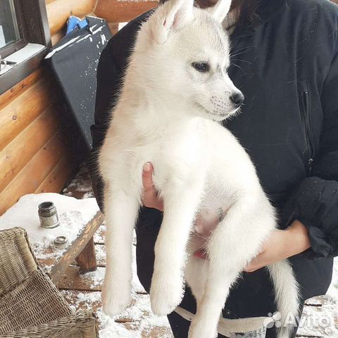 Щенки Сибирский хаски