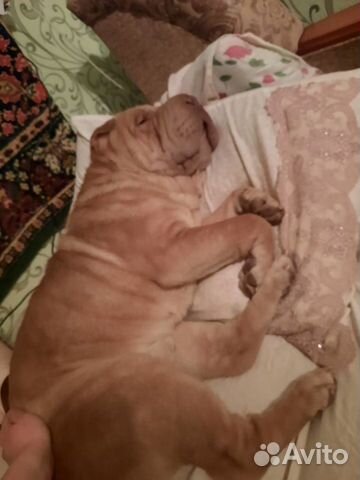 Вязка (приглашаем красивых дам только нашей породы