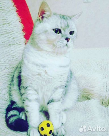 Кошка скотишстрайк, стерилизованная возраст 5лет,О