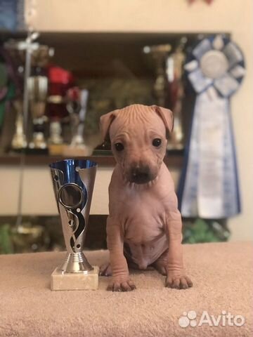 Продается мальчик американского голого терьера