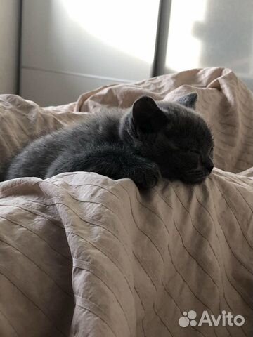 Британские котята